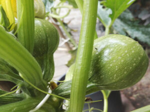 Courgette zaaien en kweken: 10 tips voor een succesvolle courgette ...