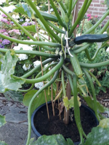 Courgette zaaien en kweken: 10 tips voor een succesvolle courgette ...