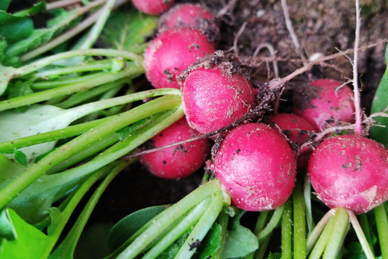 Radijs zaaien: stappenplan en tips om succesvol radijs te kweken ...