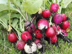 Radijs zaaien: stappenplan en tips om succesvol radijs te kweken ...