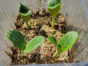 Courgette zaaien en kweken: 10 tips voor een succesvolle courgette ...