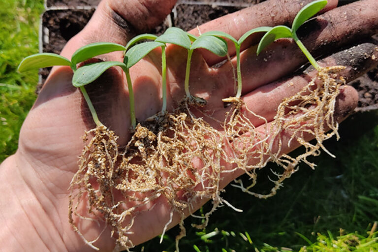 Courgette zaaien en kweken: 10 tips voor een succesvolle courgette ...