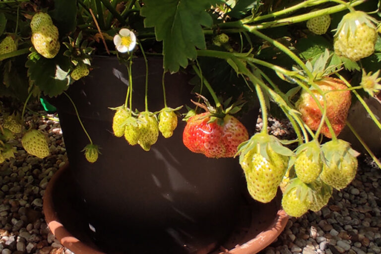Aardbeien in pot kweken: tijd om te oogsten | Moestuintijd