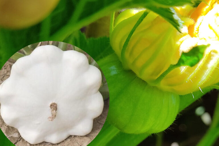 Courgette zaaien en kweken: 10 tips voor een succesvolle courgette ...