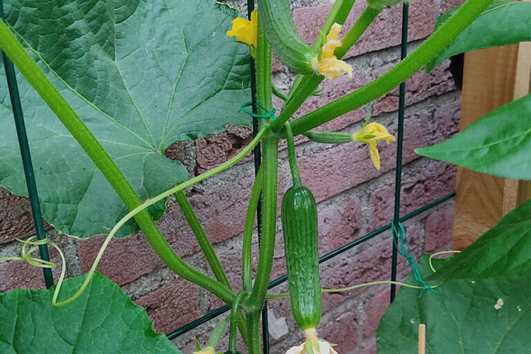 Klimrek in de moestuin gebruiken voor grotere opbrengst | Moestuintijd