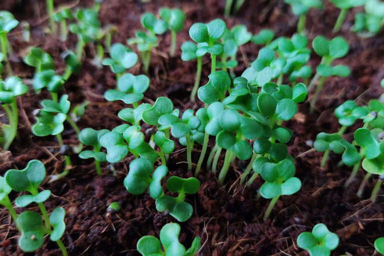 10 makkelijkste soorten kiemgroenten en microgroenten om zelf te kweken ...